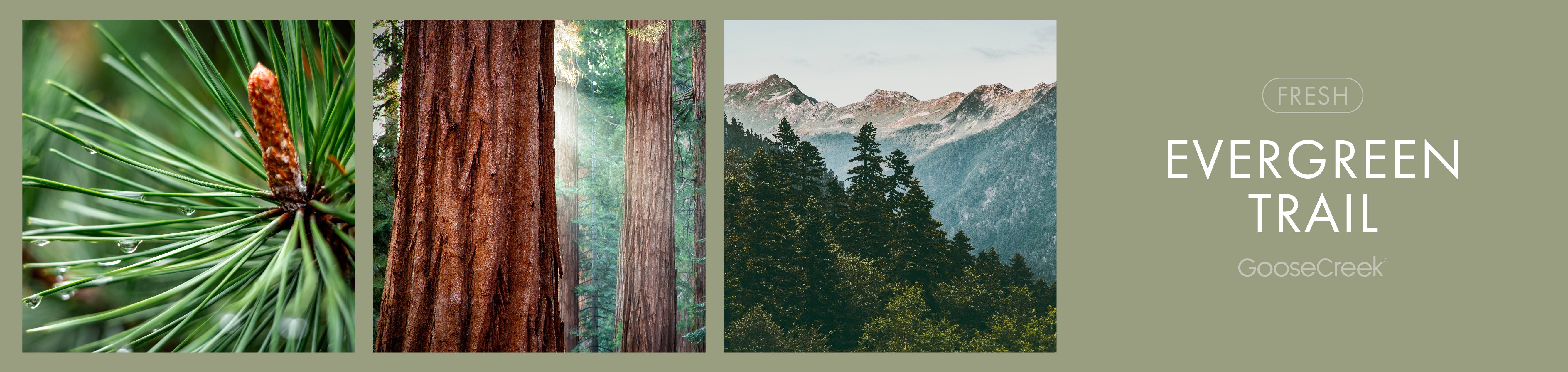 Evergreen Trail Fragrance – Goose Creek Candle