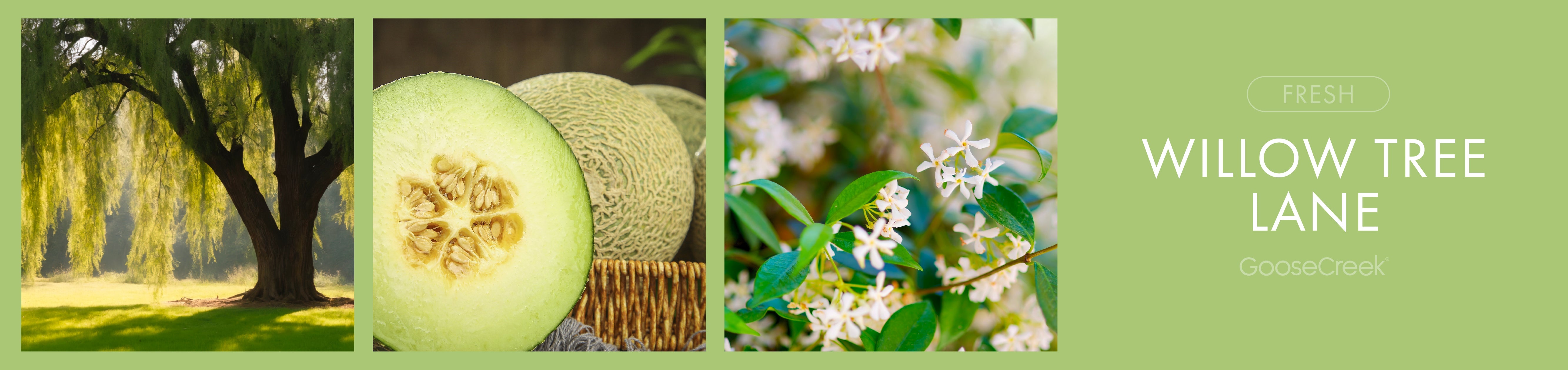 Create a Serene Oasis: Willow Tree Lane Wax Melt – Goose Creek Candle